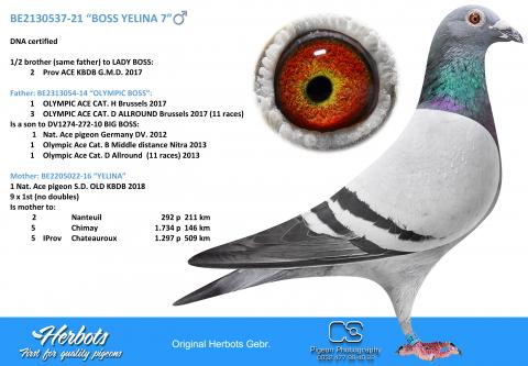 Herbots | Herbots Pigeons