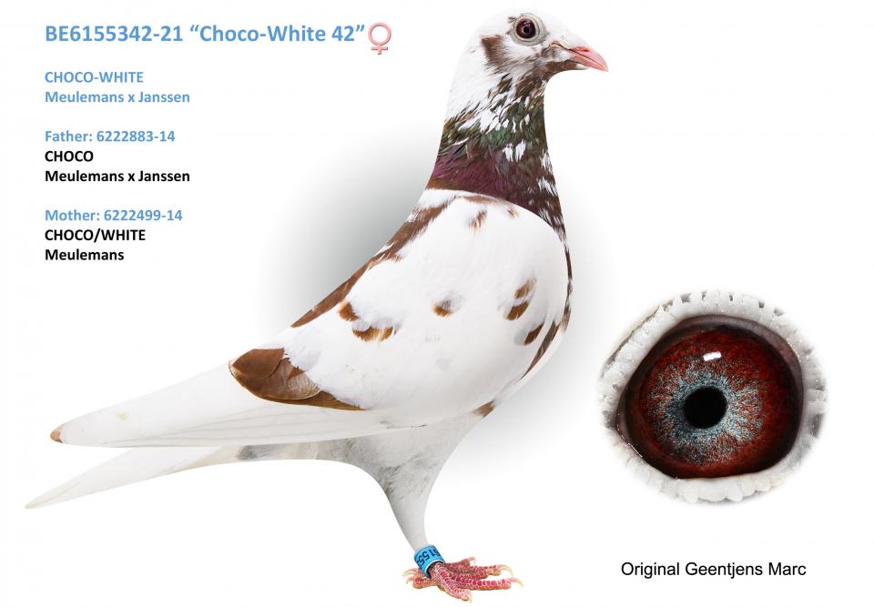 Herbots | Duif BE21-6155342