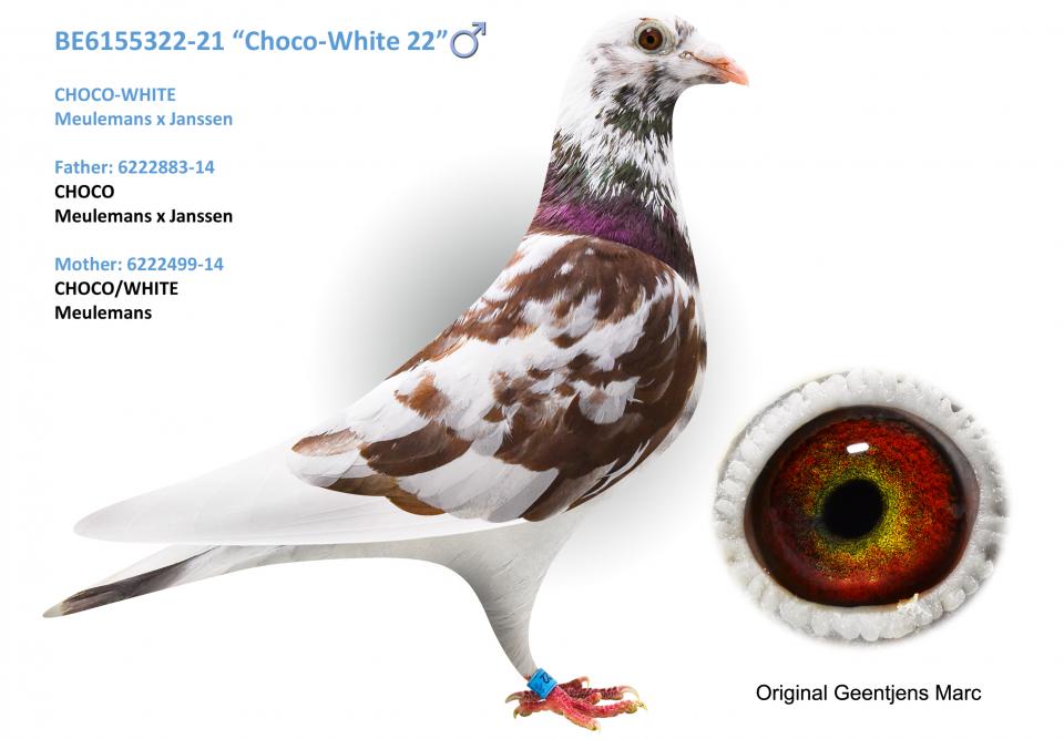 Herbots | Pigeon BE21-6155322