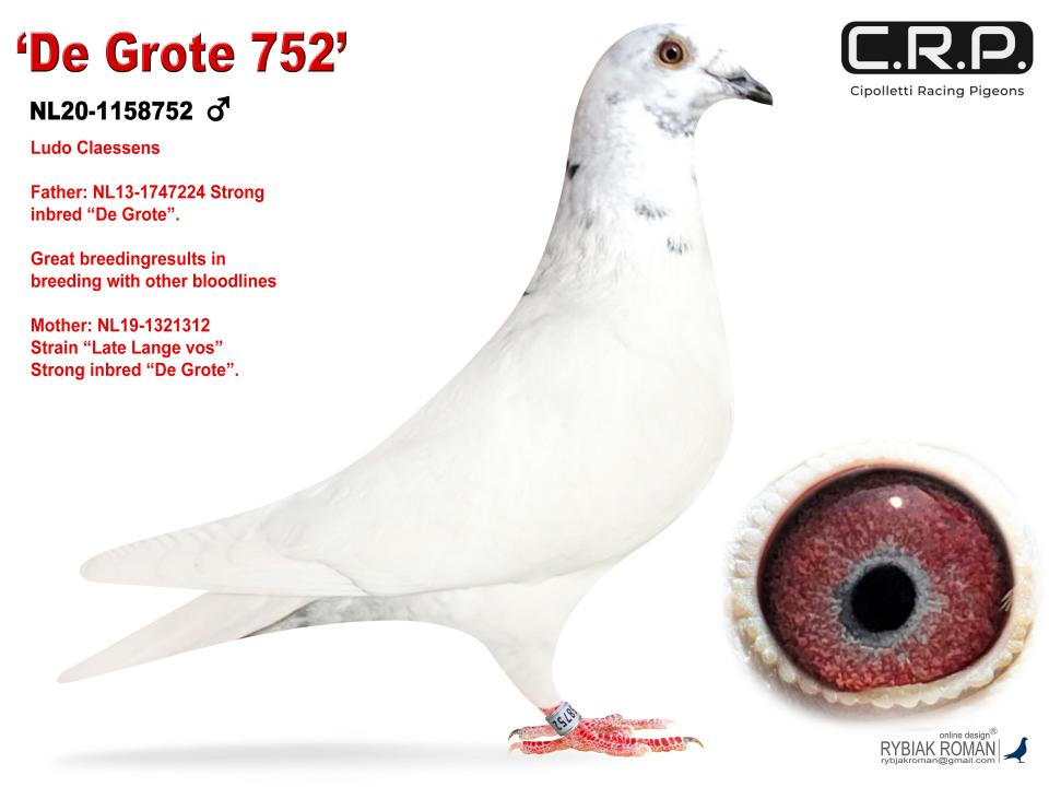 Herbots | Duif NL20-1158752