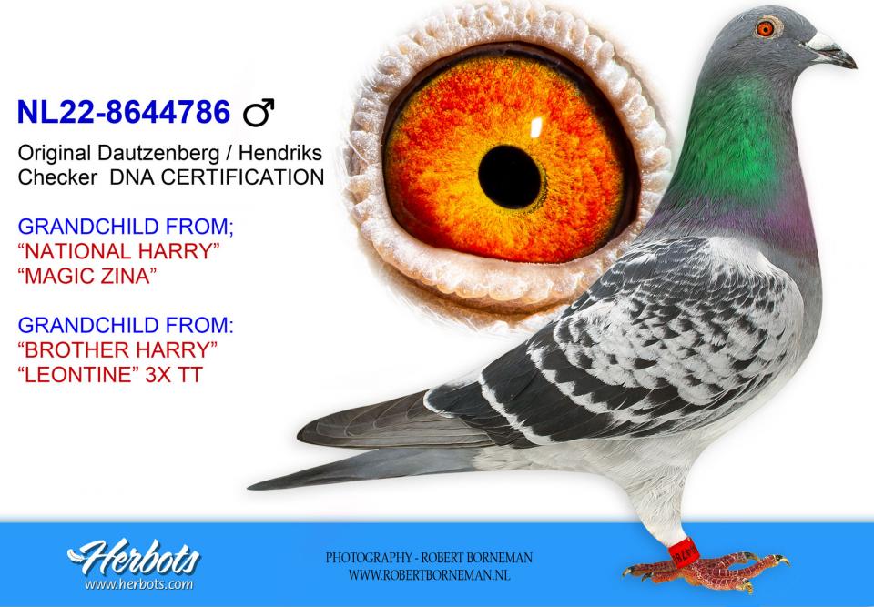 Herbots | 鸽子 NL22-8644786