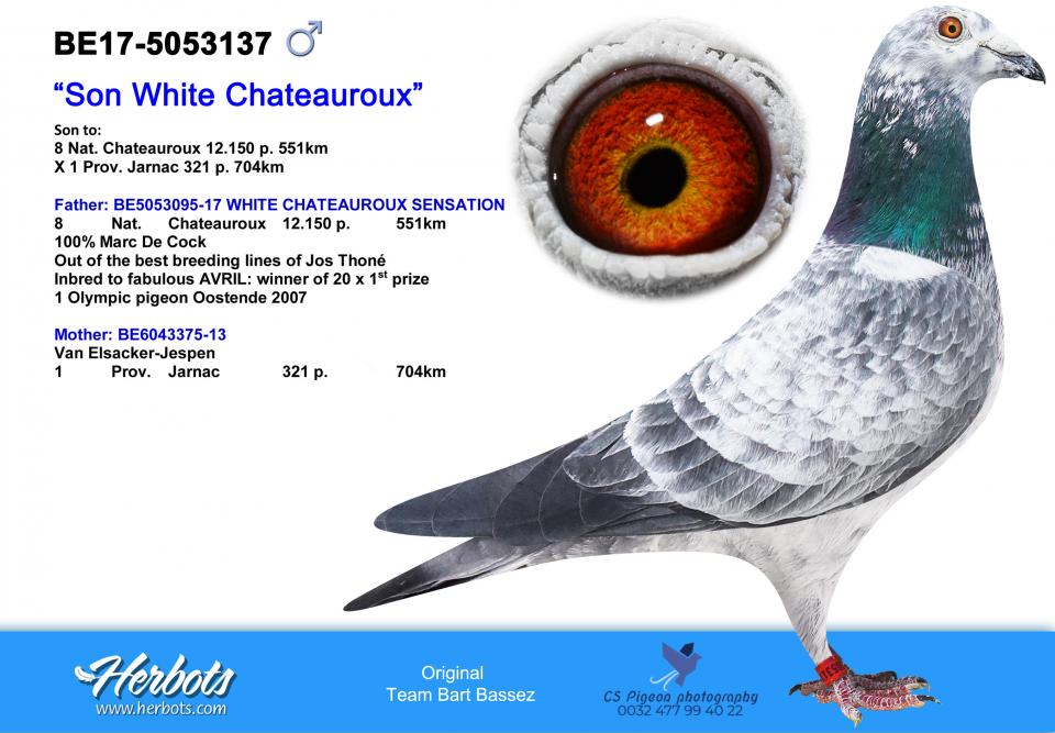 Herbots | Pigeon BE17-5053137