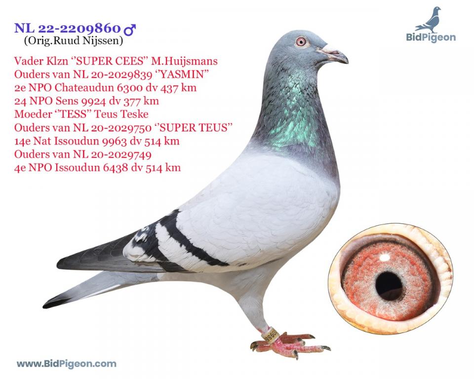 Herbots | Duif NL22-2209860