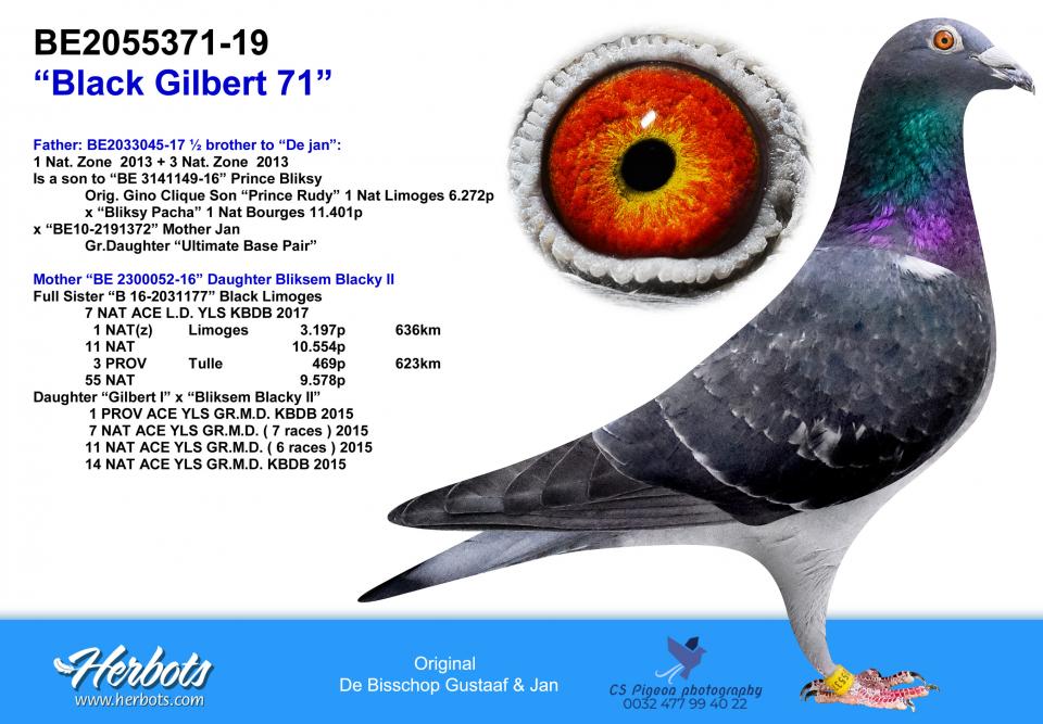 Herbots | Pigeon BE19-2055371