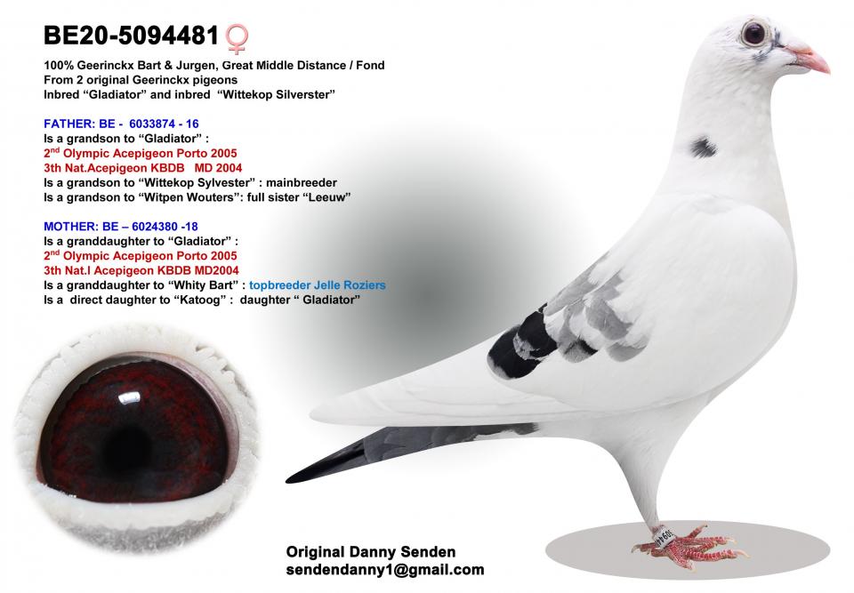 Herbots | Duif BE20-5094481