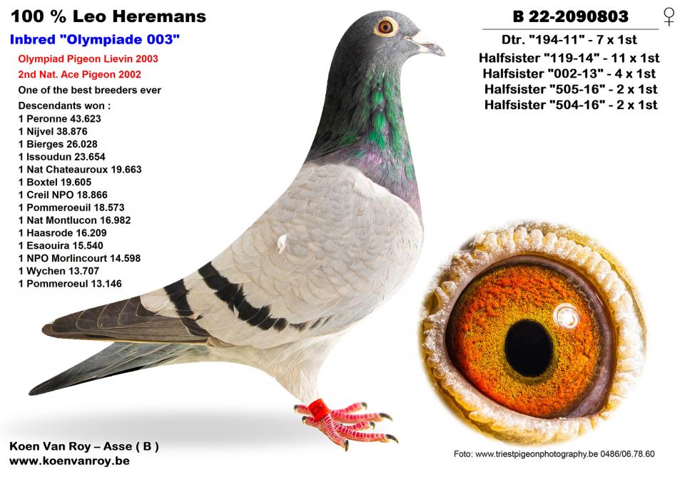 Herbots | Pigeon BE22-2090803