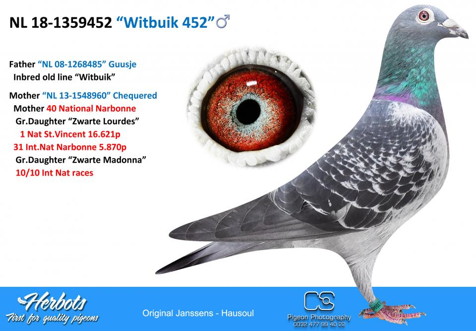 Herbots | Duif NL18-1359452