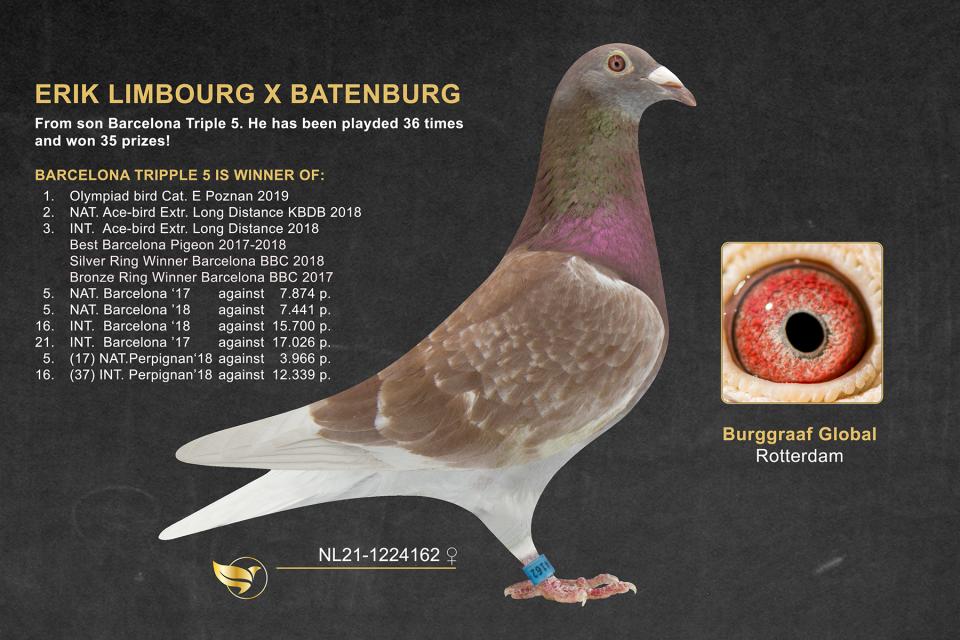 Herbots | Duif NL21-1224162