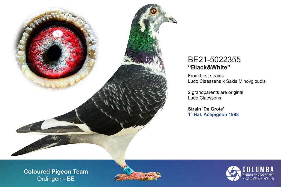 Herbots | Duif BE21-5022355