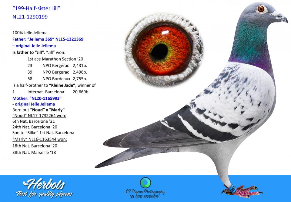 Herbots | Duif NL21-1290199