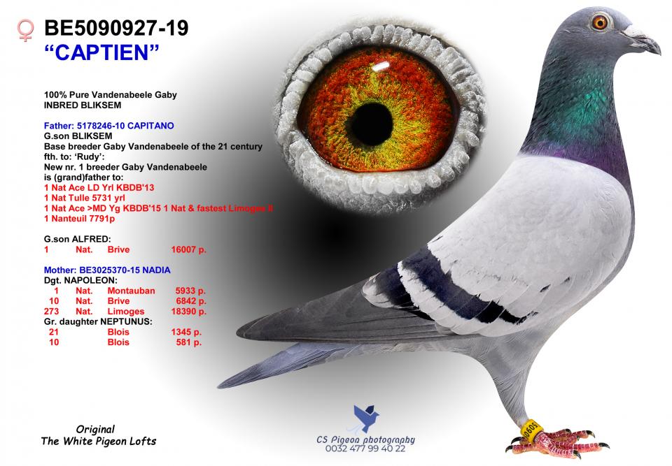 Herbots | Pigeon BE19-5090927