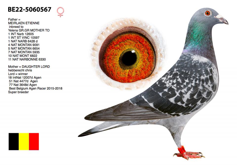 Herbots | Duif BE22-5060567