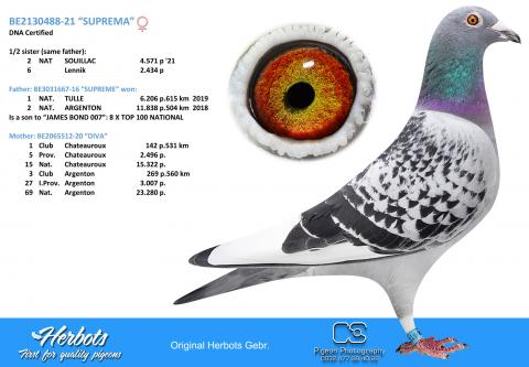 Herbots | Herbots Pigeons