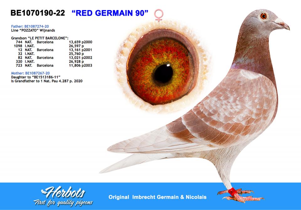 Herbots | Duif BE22-1070190