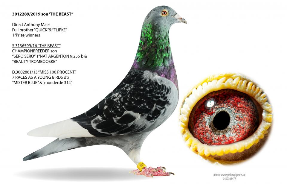 Herbots | Duif BE19-3012289