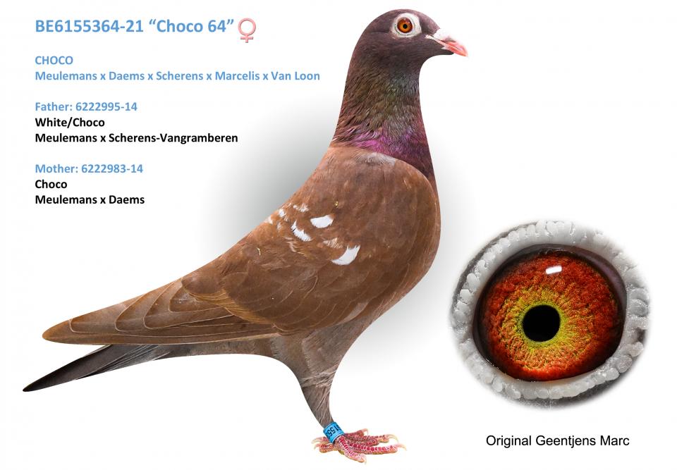 Herbots | Pigeon BE21-6155364